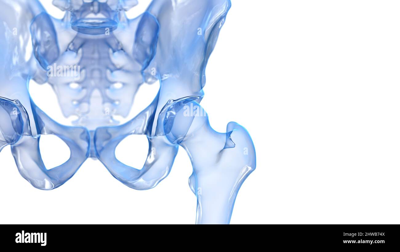 Hip joint, illustration Stock Photo - Alamy