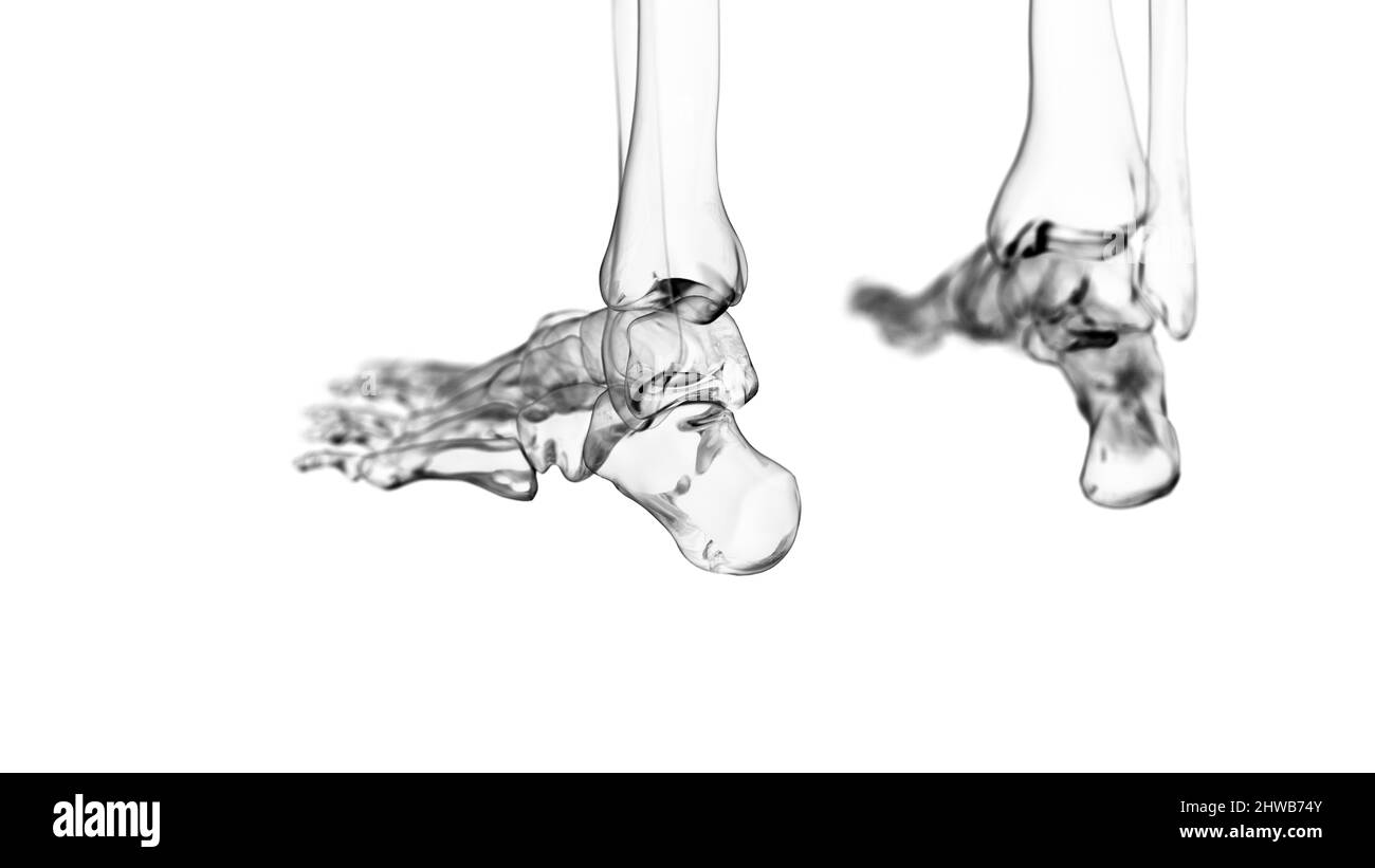 Human ankle joint, illustration Stock Photo - Alamy