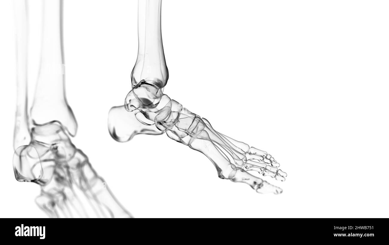 Human ankle joint, illustration Stock Photo - Alamy