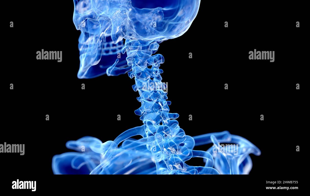 Neck joint, illustration Stock Photo - Alamy