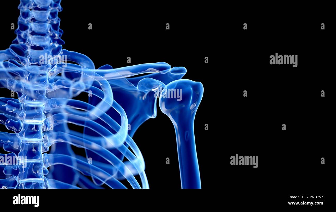 Shoulder joint, illustration Stock Photo - Alamy