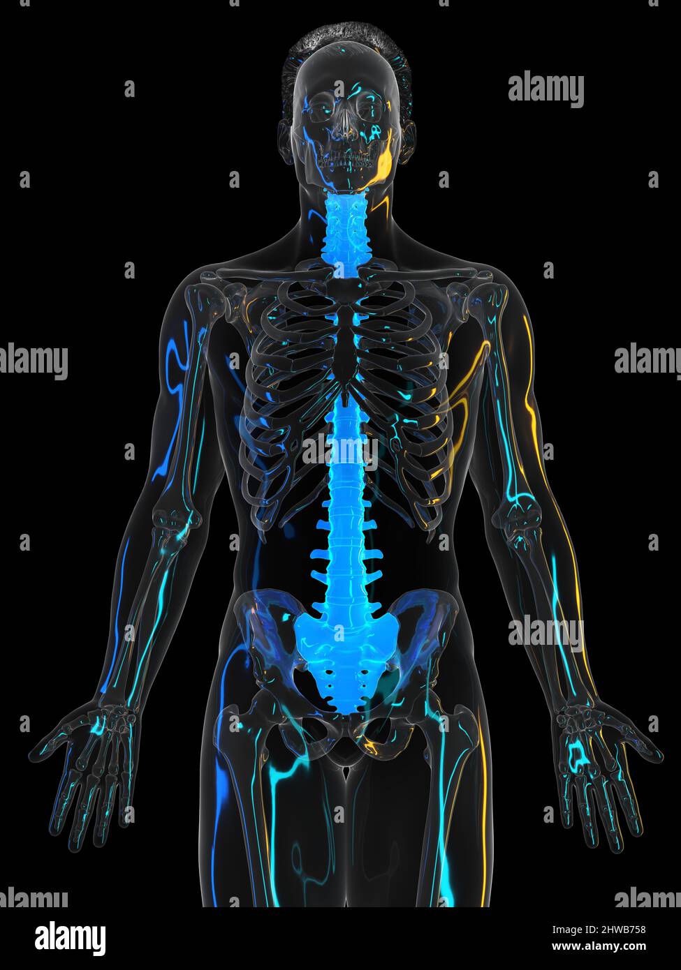 Human spine, illustration Stock Photo - Alamy