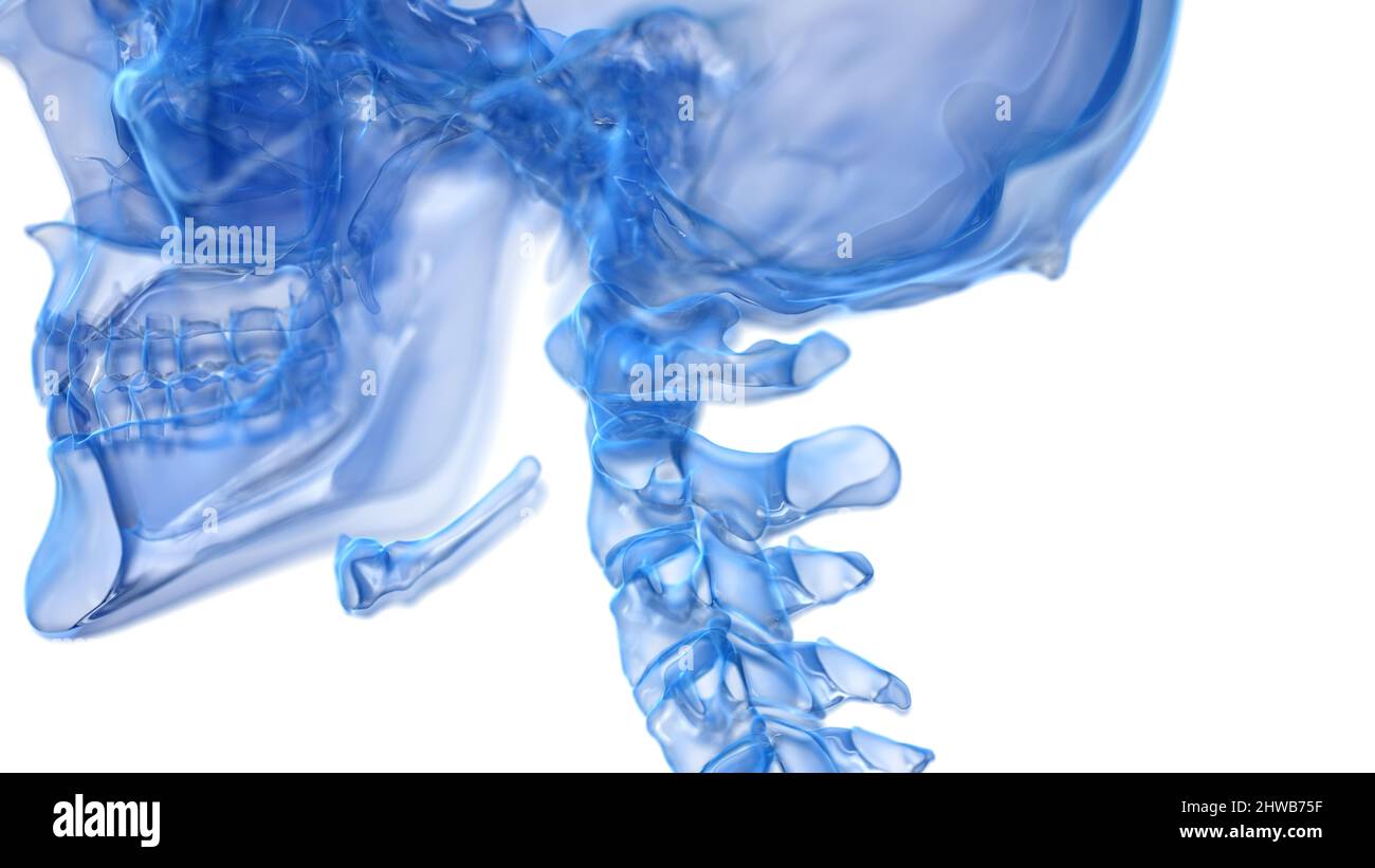 Atlas bone, illustration Stock Photo - Alamy