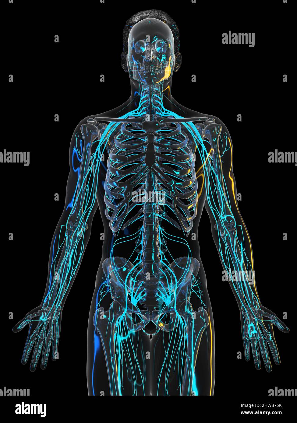 Nervous system, illustration Stock Photo - Alamy