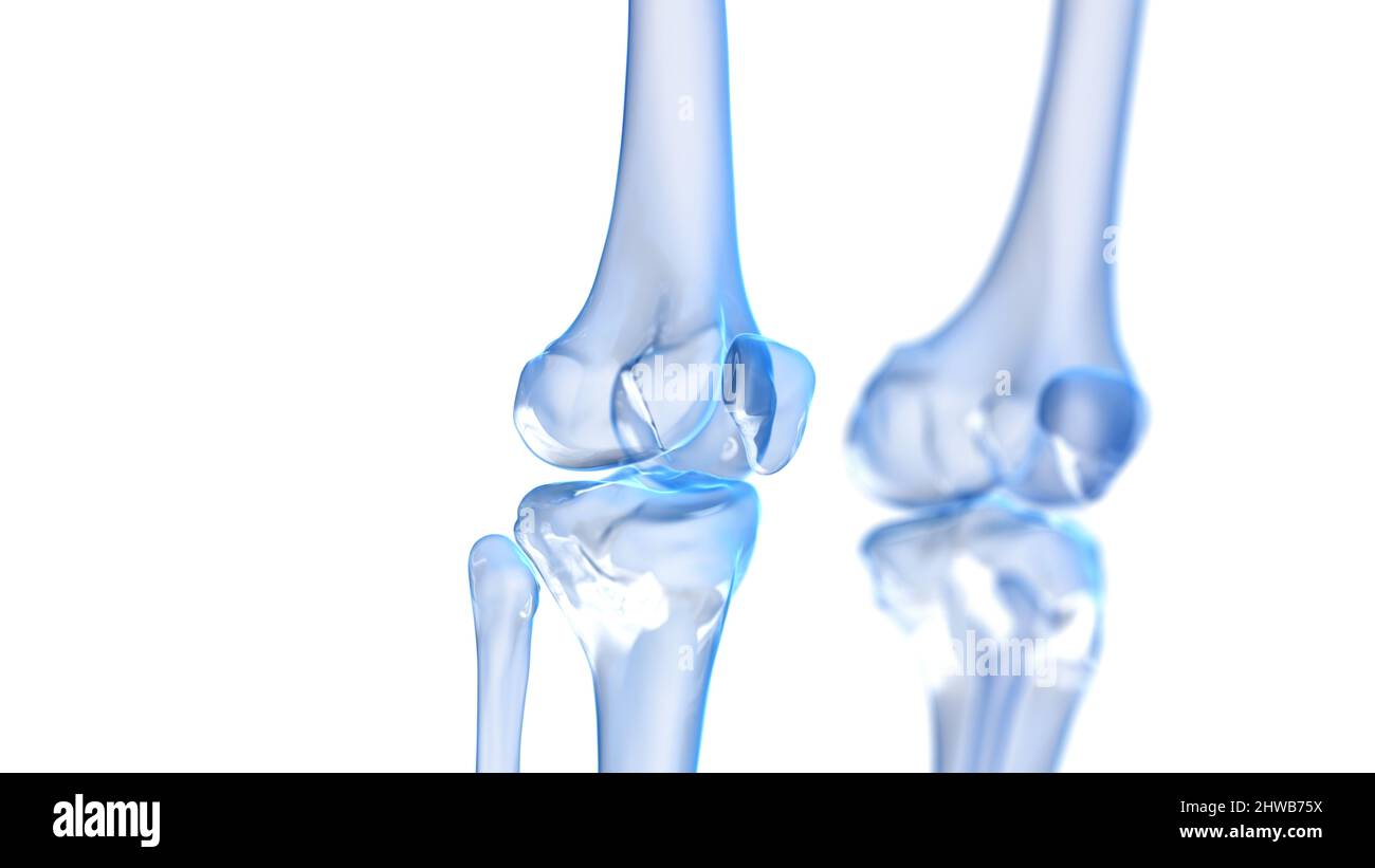Knee joints, illustration Stock Photo - Alamy