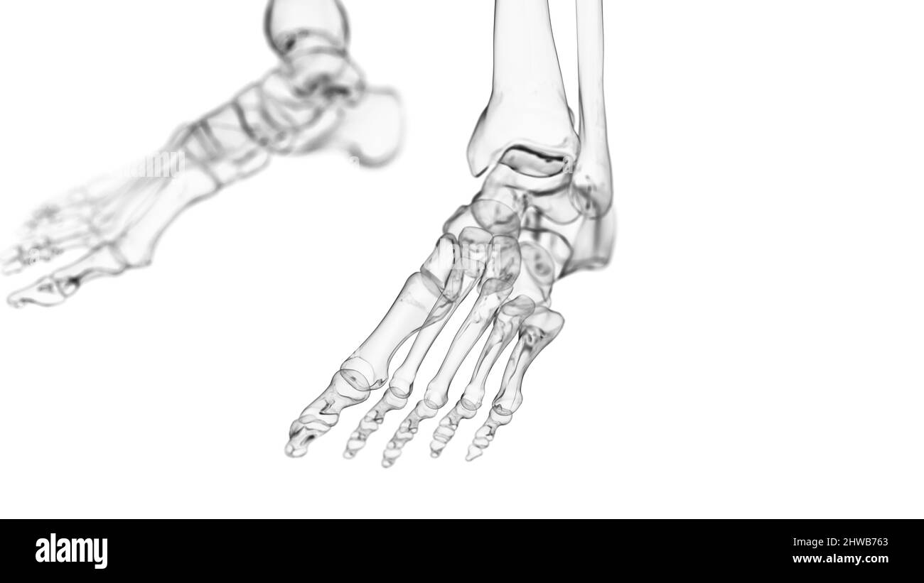 Human ankle joint, illustration Stock Photo - Alamy