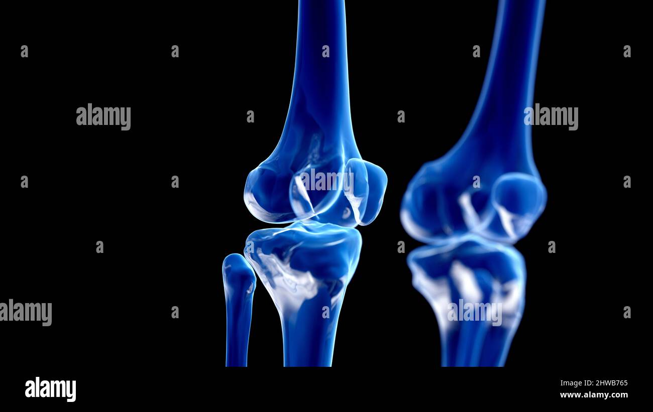 Knee joints, illustration Stock Photo - Alamy