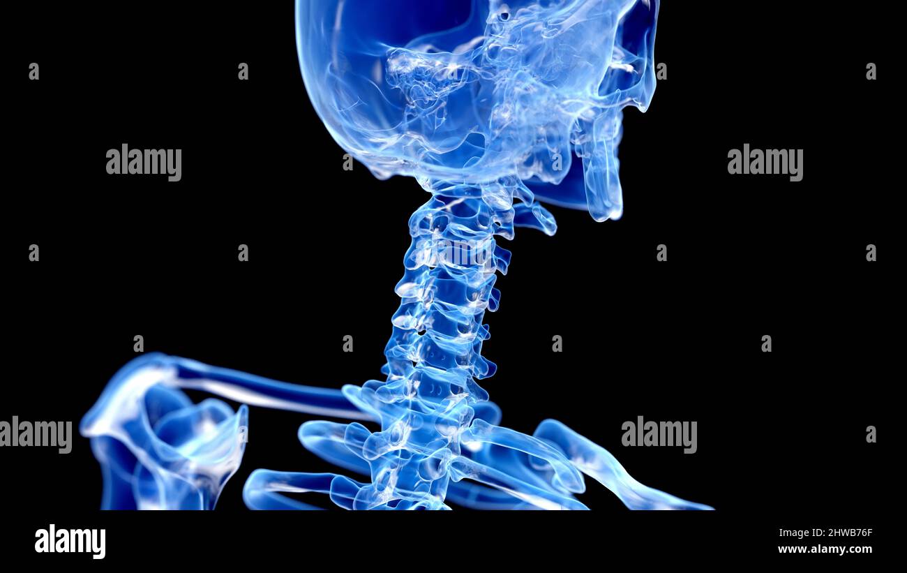 Neck joint, illustration Stock Photo - Alamy