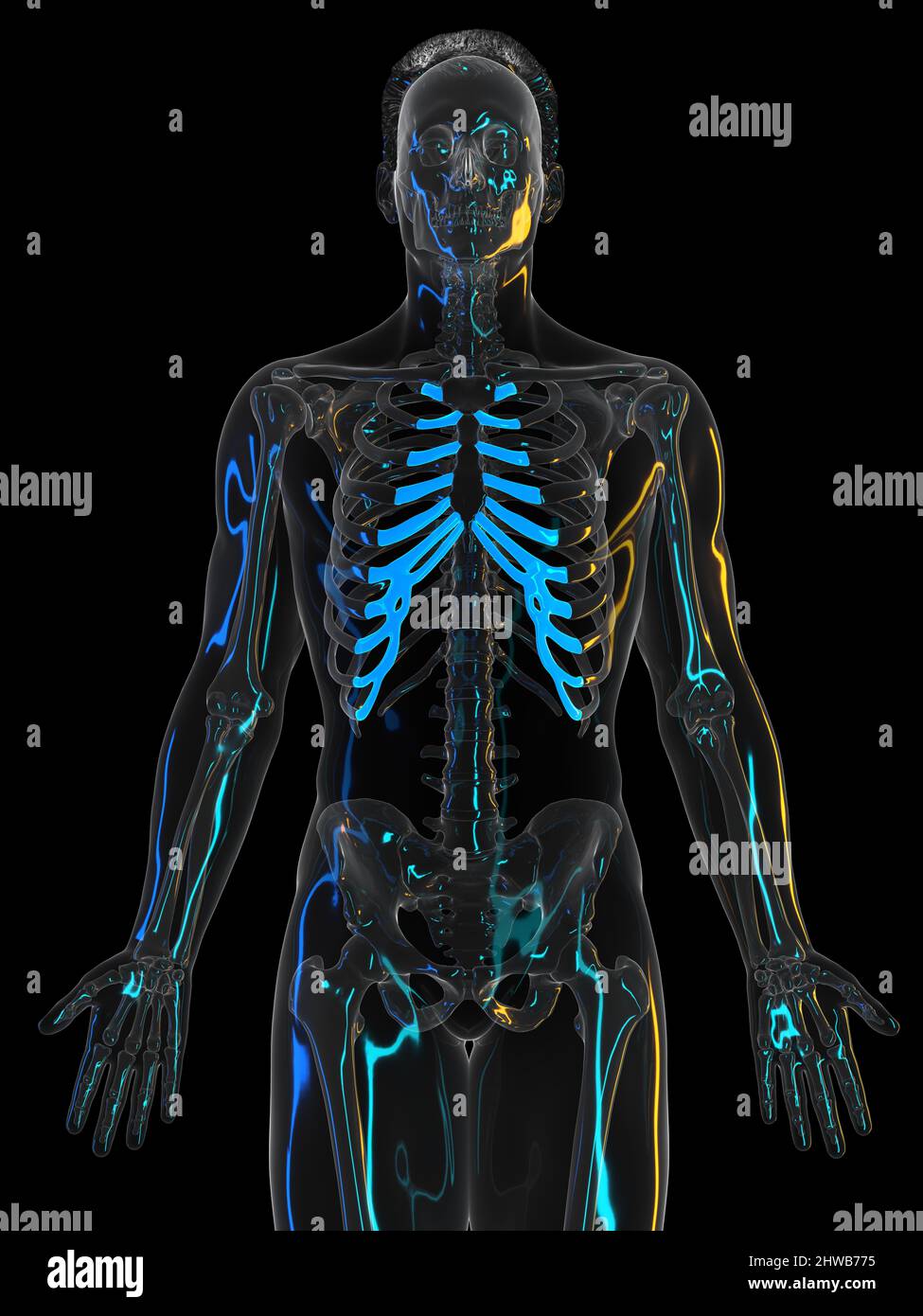 Sternal cartilage, illustration Stock Photo - Alamy