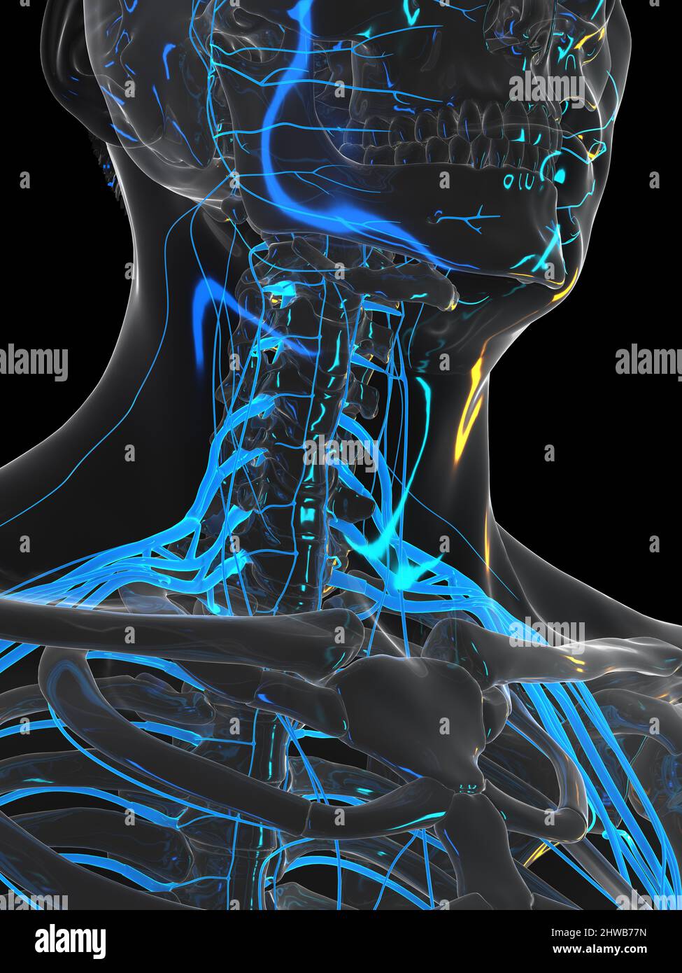 Nerves of the neck, illustration Stock Photo - Alamy