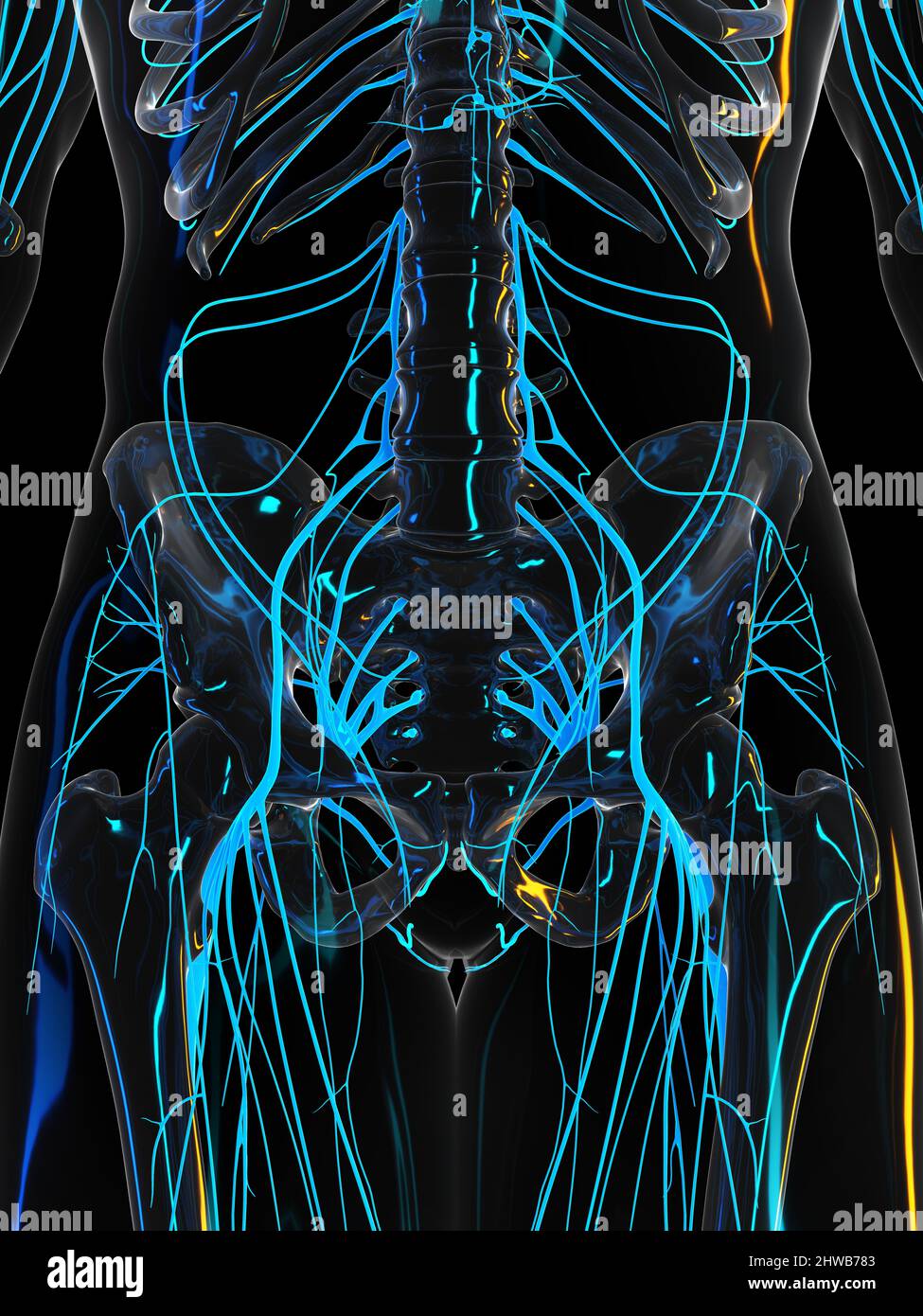 Nervous system, illustration Stock Photo - Alamy