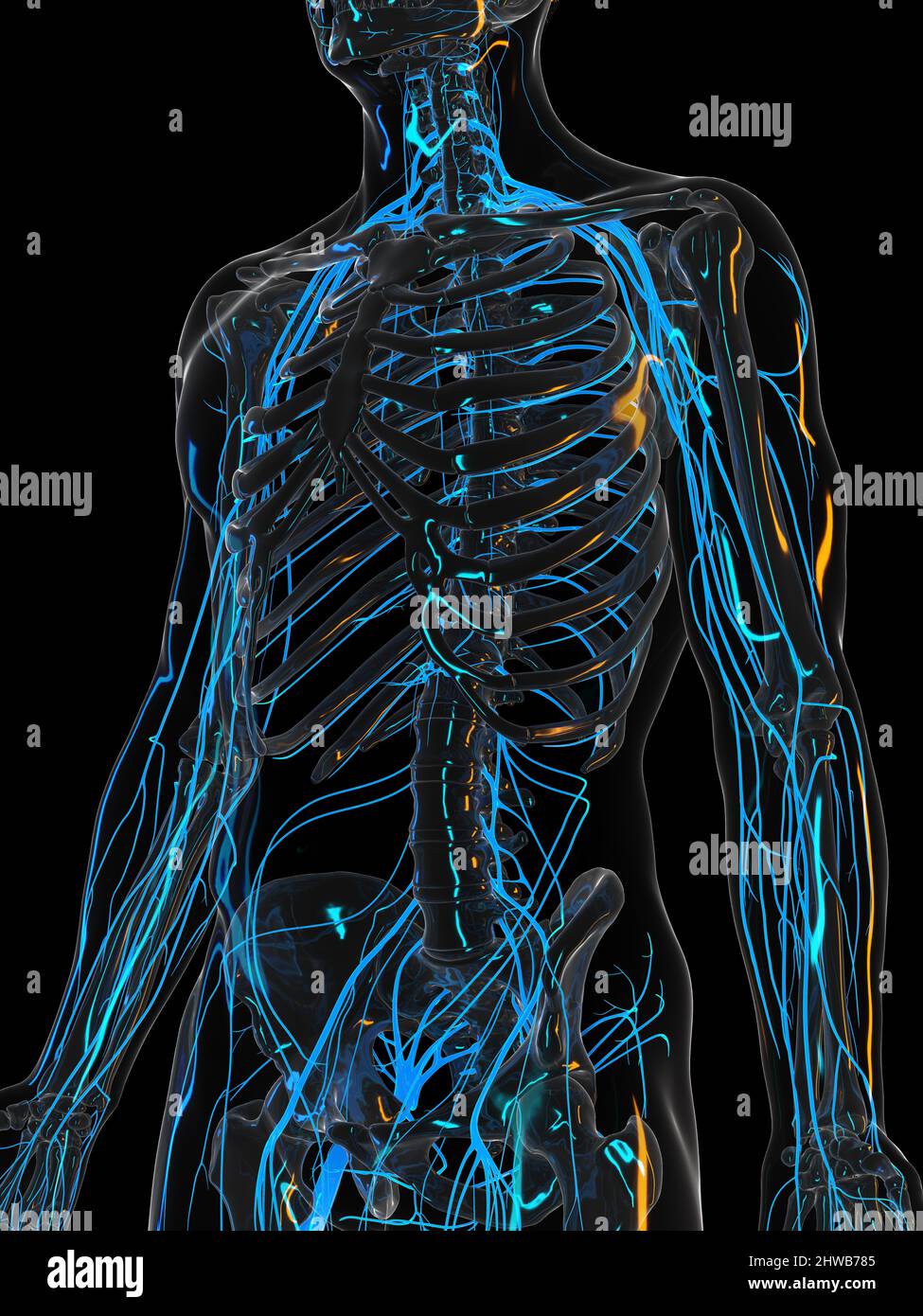 Nervous system, illustration Stock Photo - Alamy