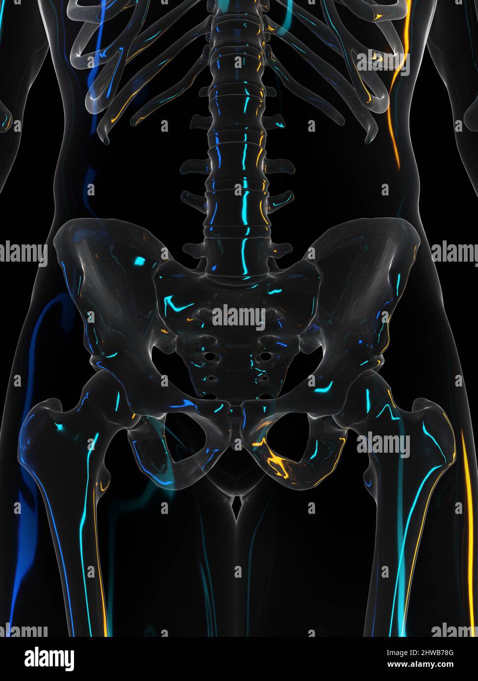 Lumbar spine and pelvis, illustration Stock Photo - Alamy