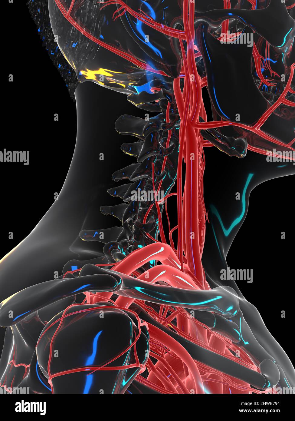 Vascular system of the neck, illustration Stock Photo - Alamy
