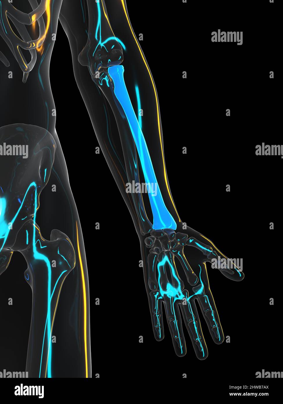 Radius bone, illustration Stock Photo - Alamy