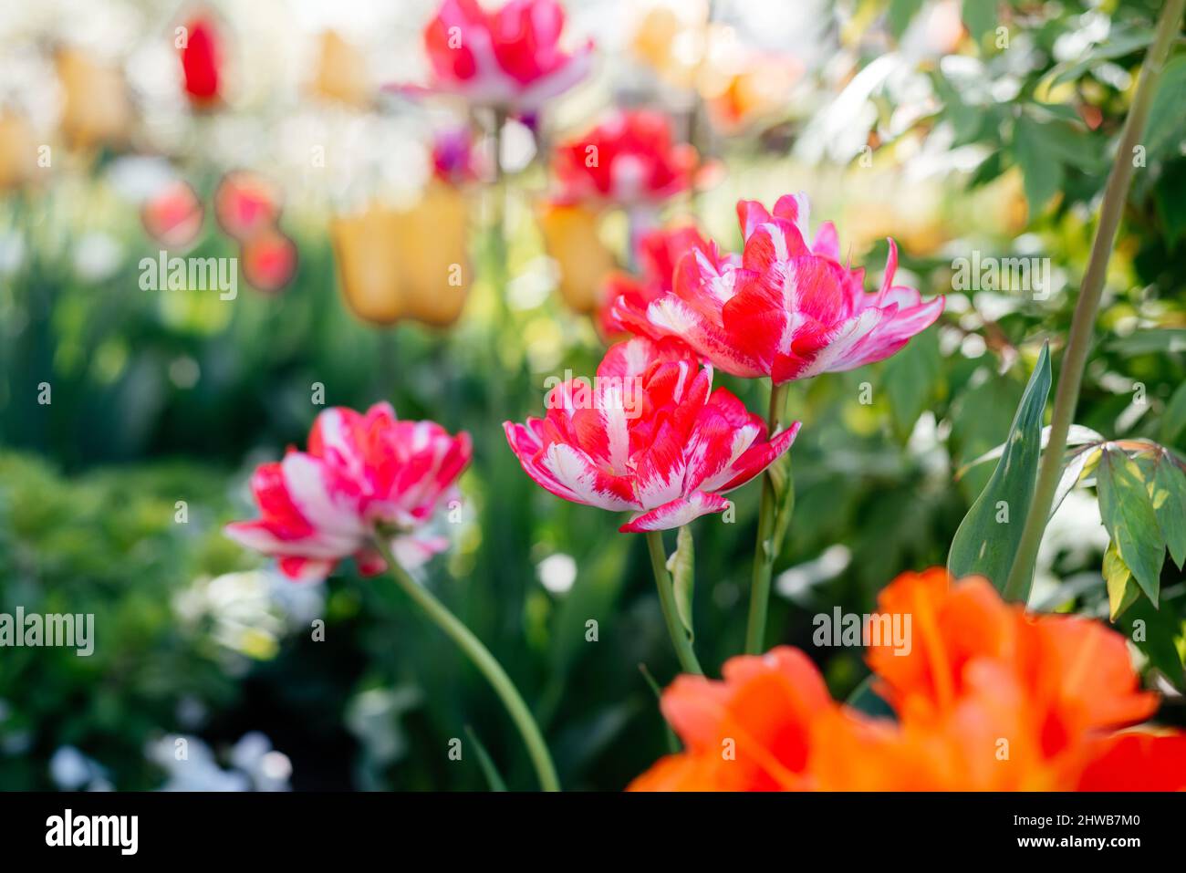 Beautiful spring background with yellow and red tulips against white ...