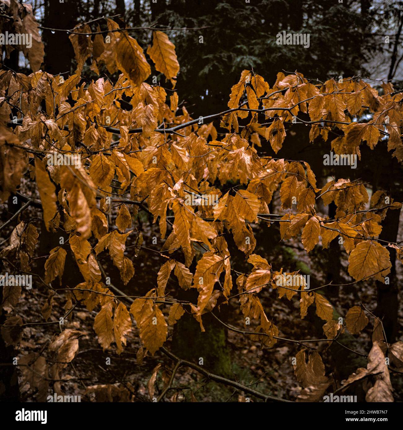 Bronze Beech tree leaves in Hemplow Wood on a drizzly day in Marsden ...