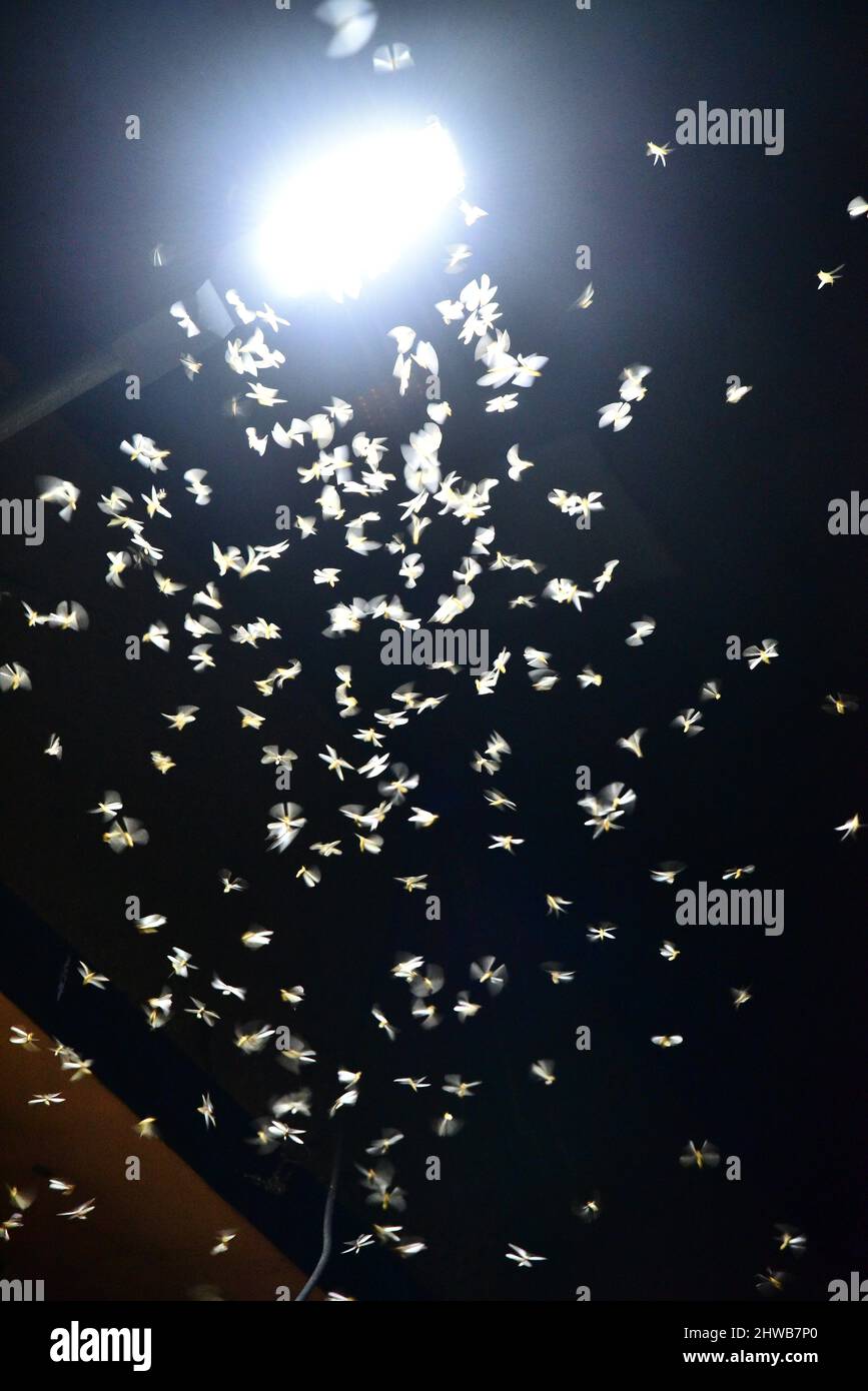 flying termites around a lamp Stock Photo - Alamy