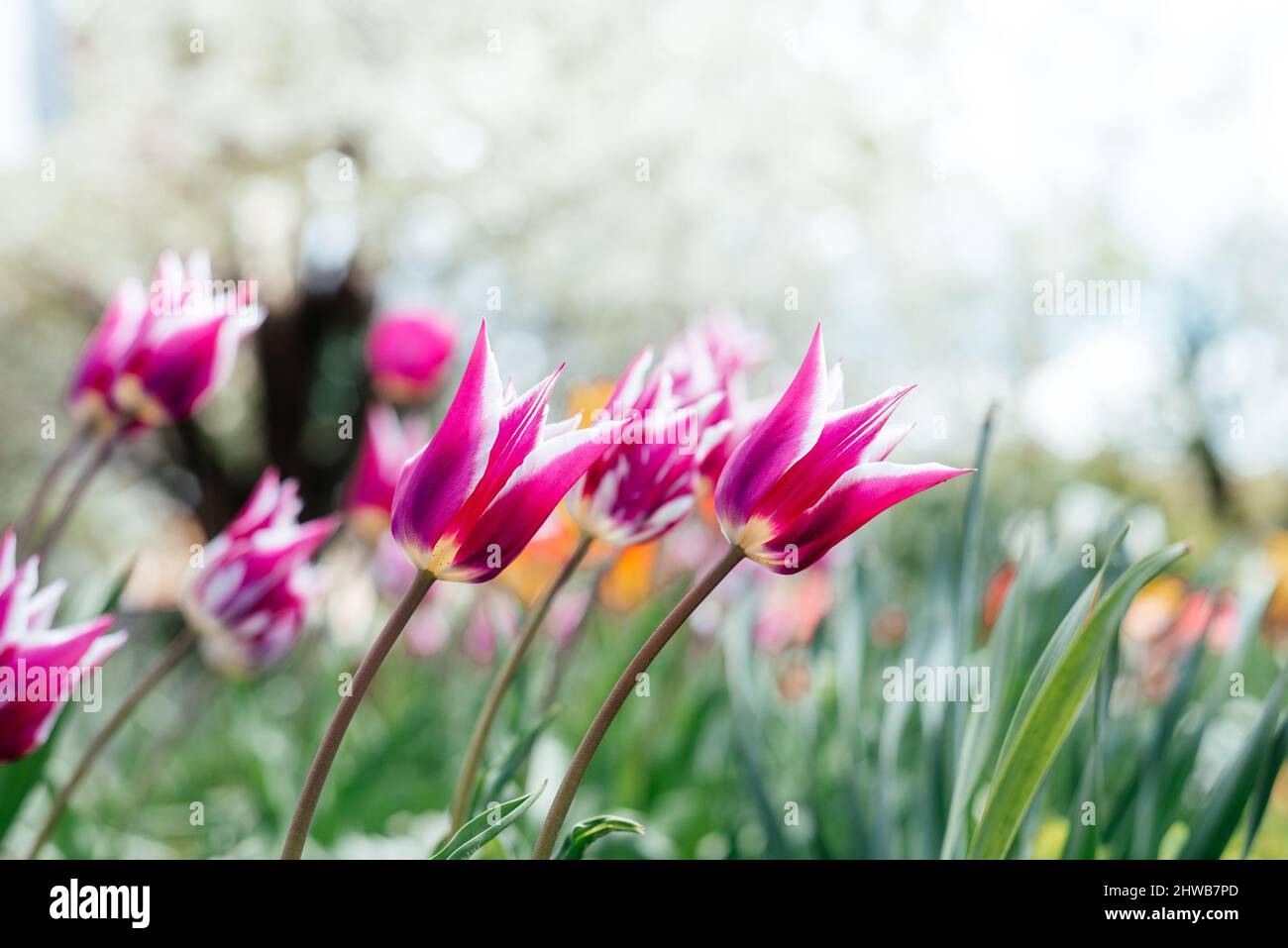 Beautiful spring background with yellow and red tulips against white ...
