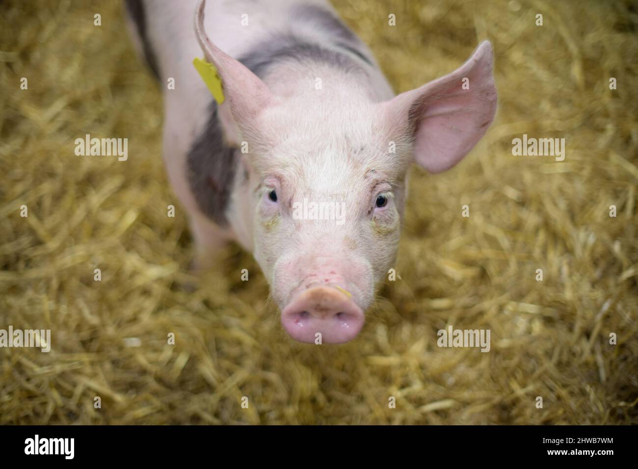Pig in a box hi-res stock photography and images - Alamy