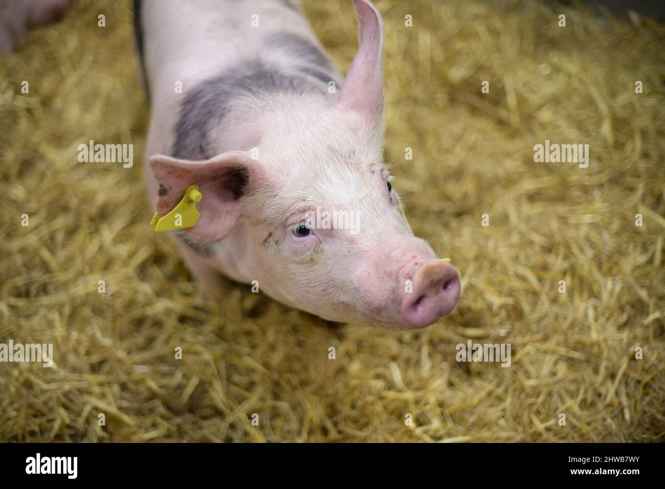 Pig in a box hi-res stock photography and images - Alamy
