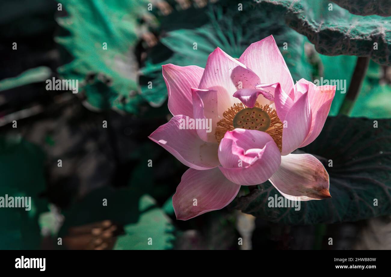 Blossoming pink fancy waterlily or lotus flower in pond with natural ...