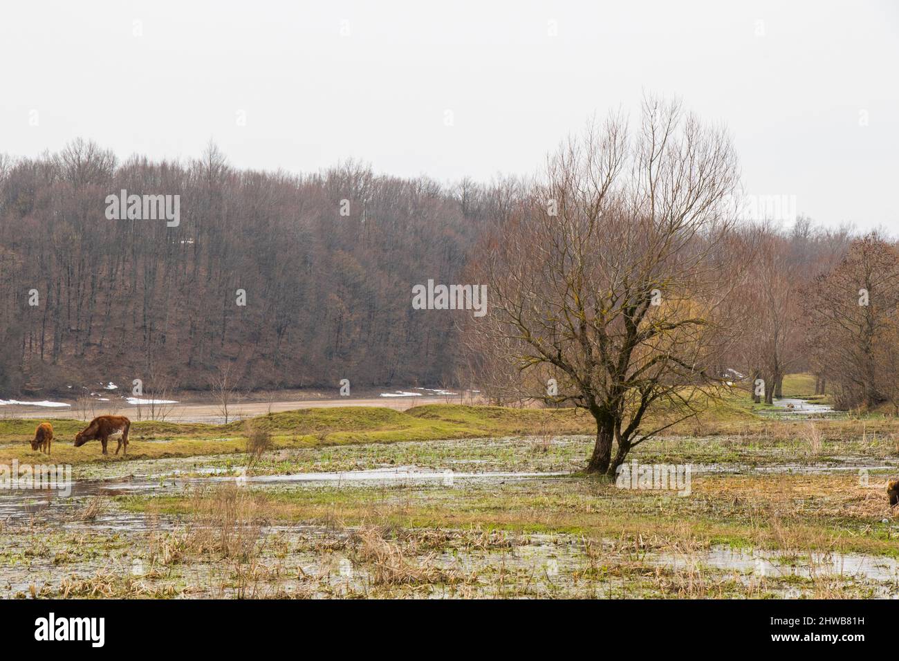 Trees and lake landscape and view in Georgia, spring landscape Stock ...