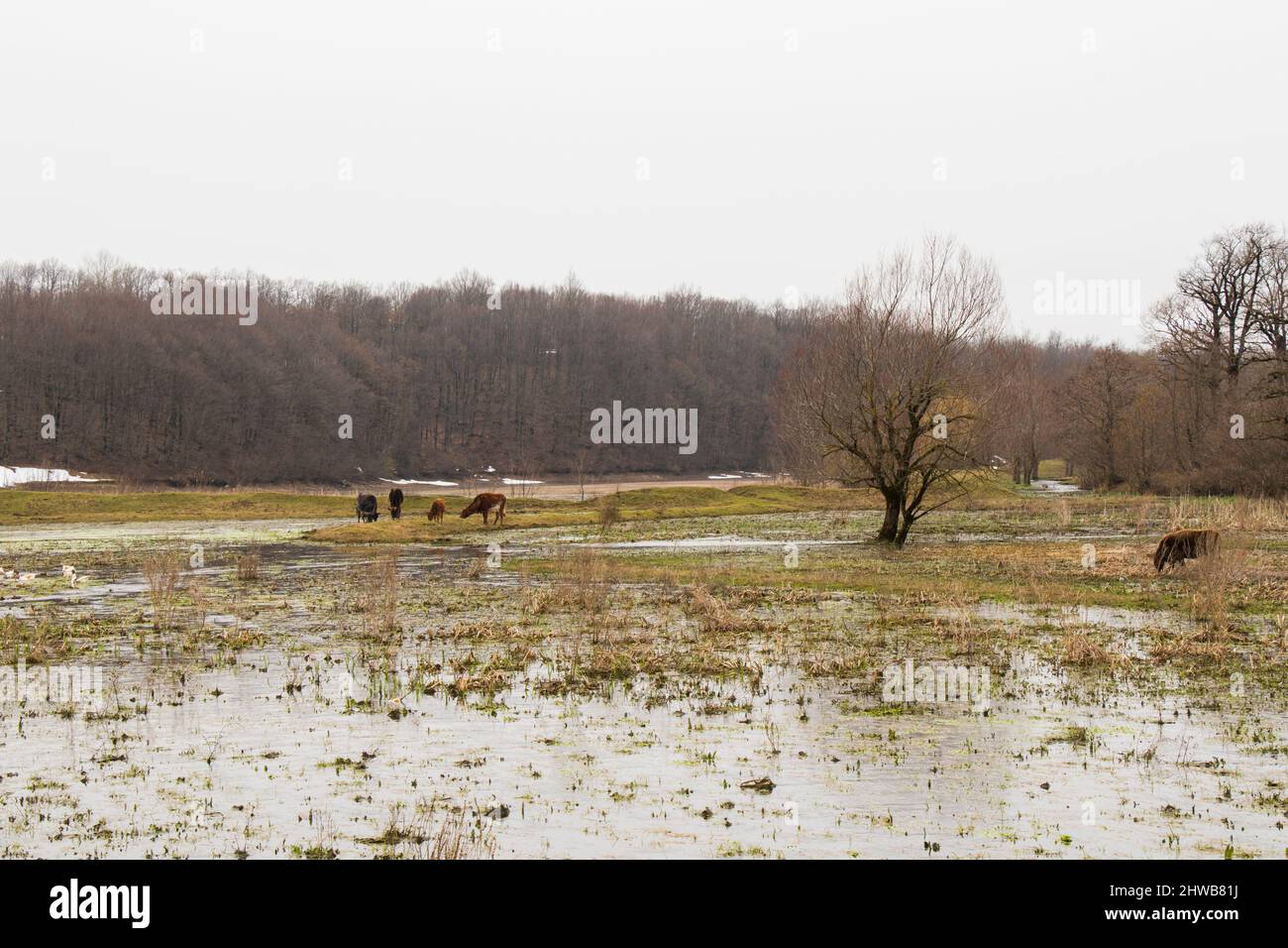 Cows on the field in Georgia, large group of cows Stock Photo - Alamy