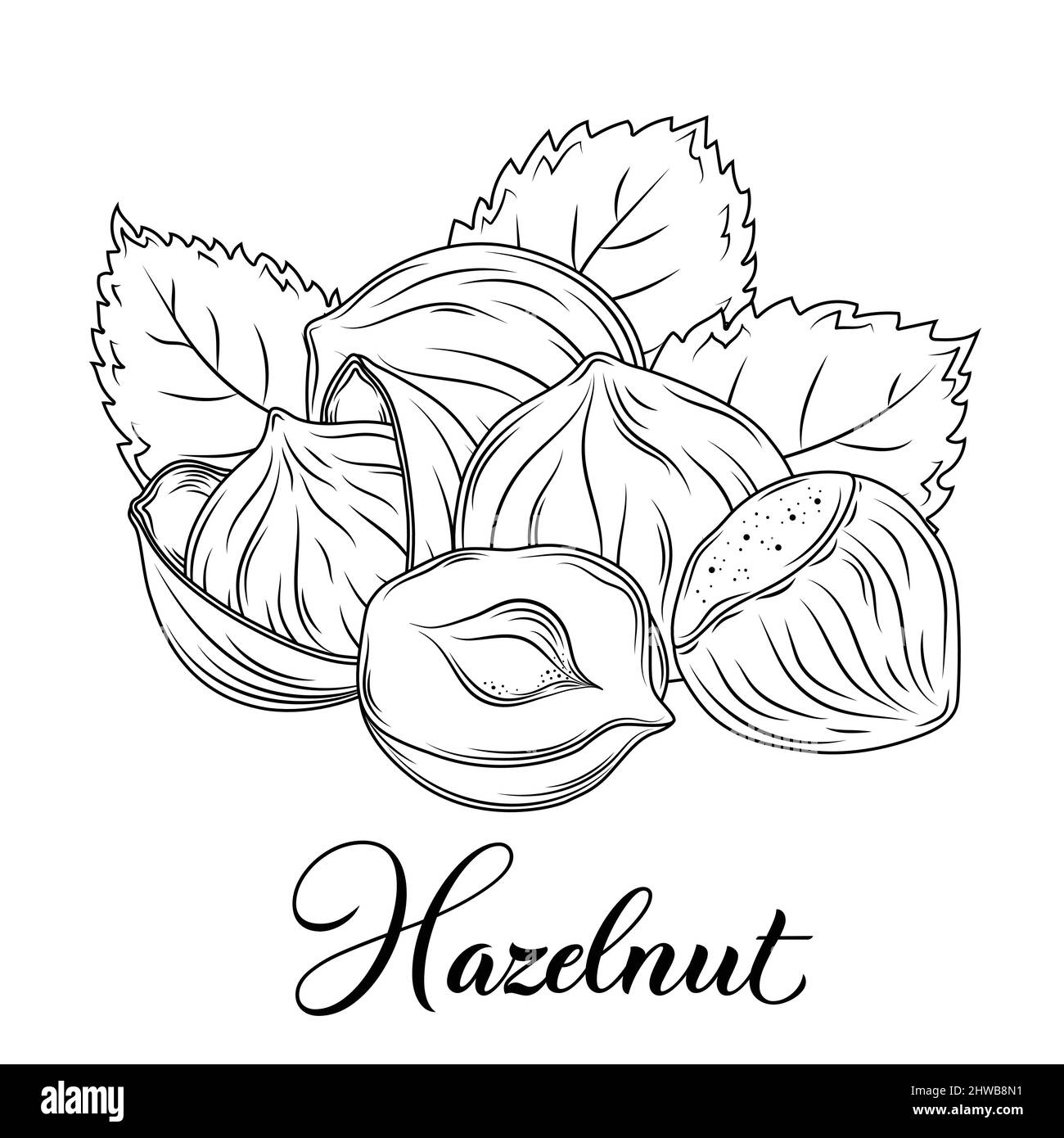 Hazel graphic Black and White Stock Photos & Images - Alamy