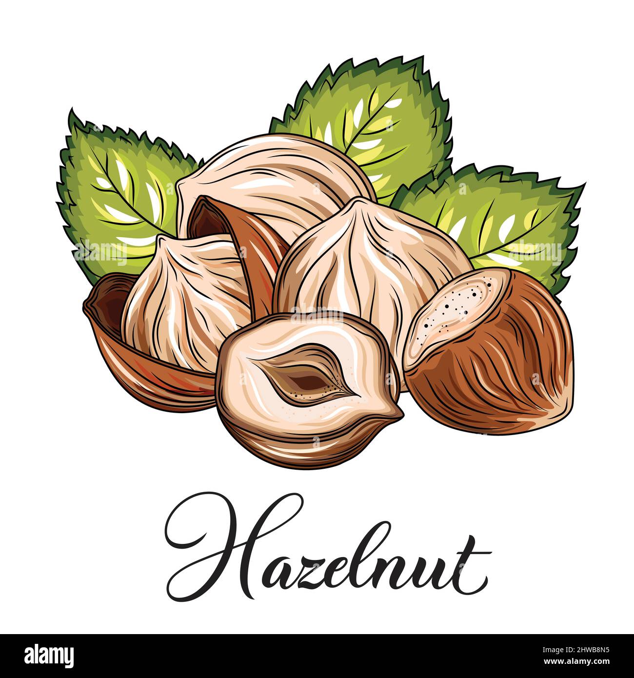 Vector realistic illustration of a hazelnut peeled whole, chopped into ...
