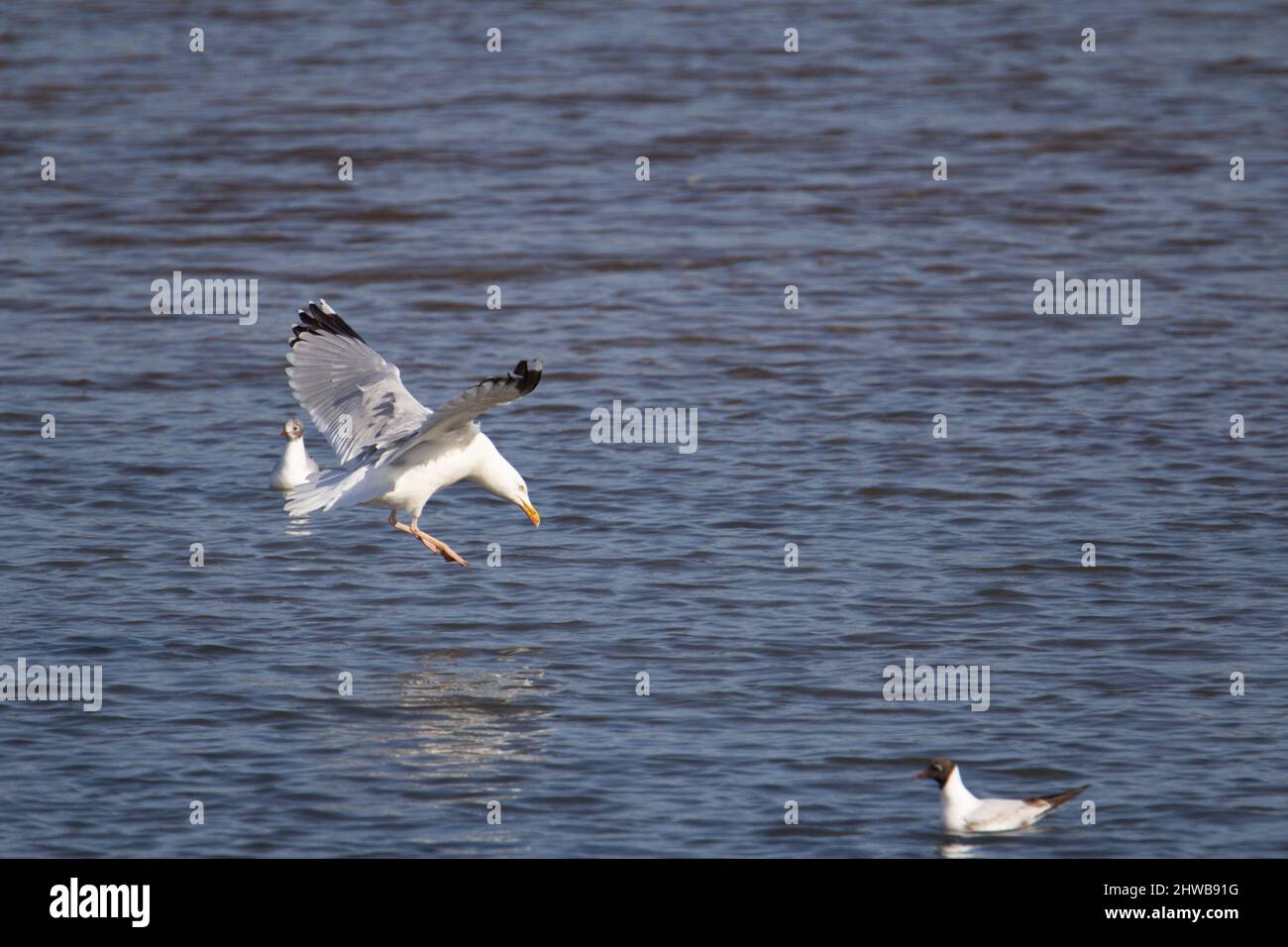 a single Black-Headed Gull (Chroicocephalus ridibundus) landing feet ...