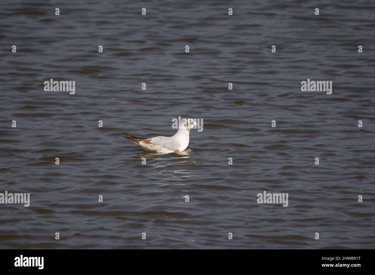 a single Black-Headed Gull (Chroicocephalus ridibundus) swimming on the ...