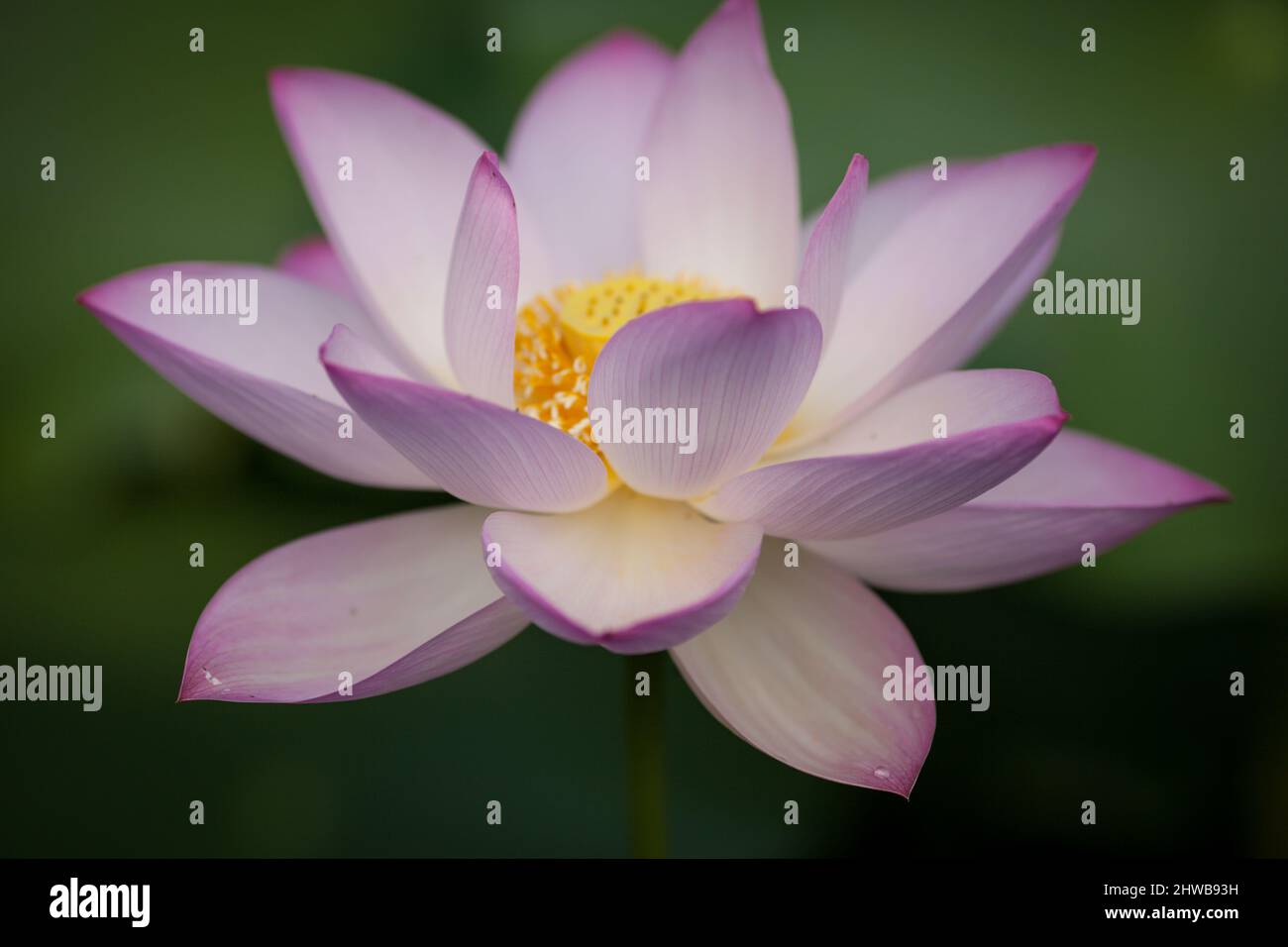 Beautiful blooming lotus flower hi-res stock photography and images - Alamy