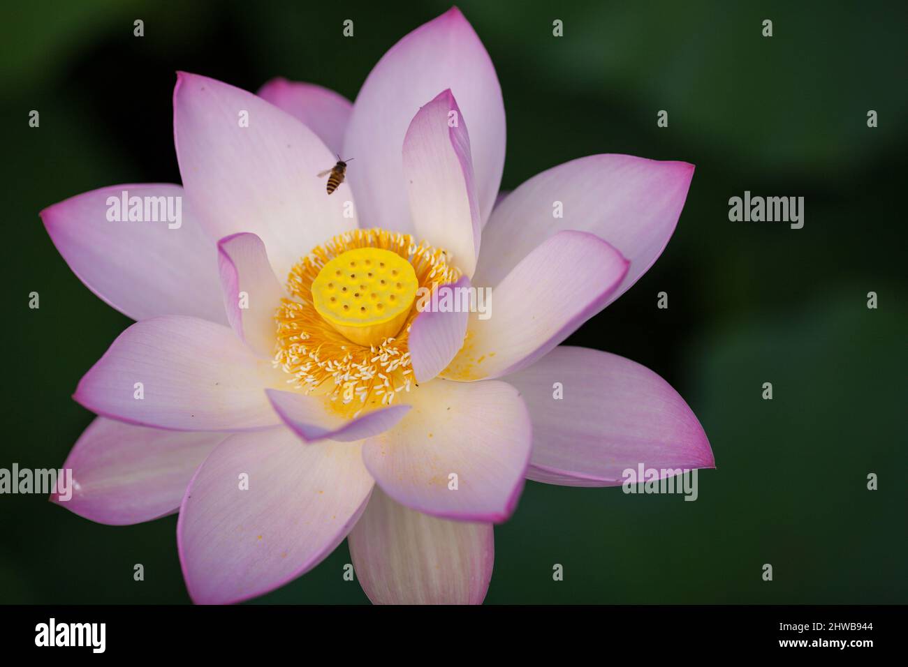 Blooming Lotus also call buddha flowers beauty of nature Stock Photo ...