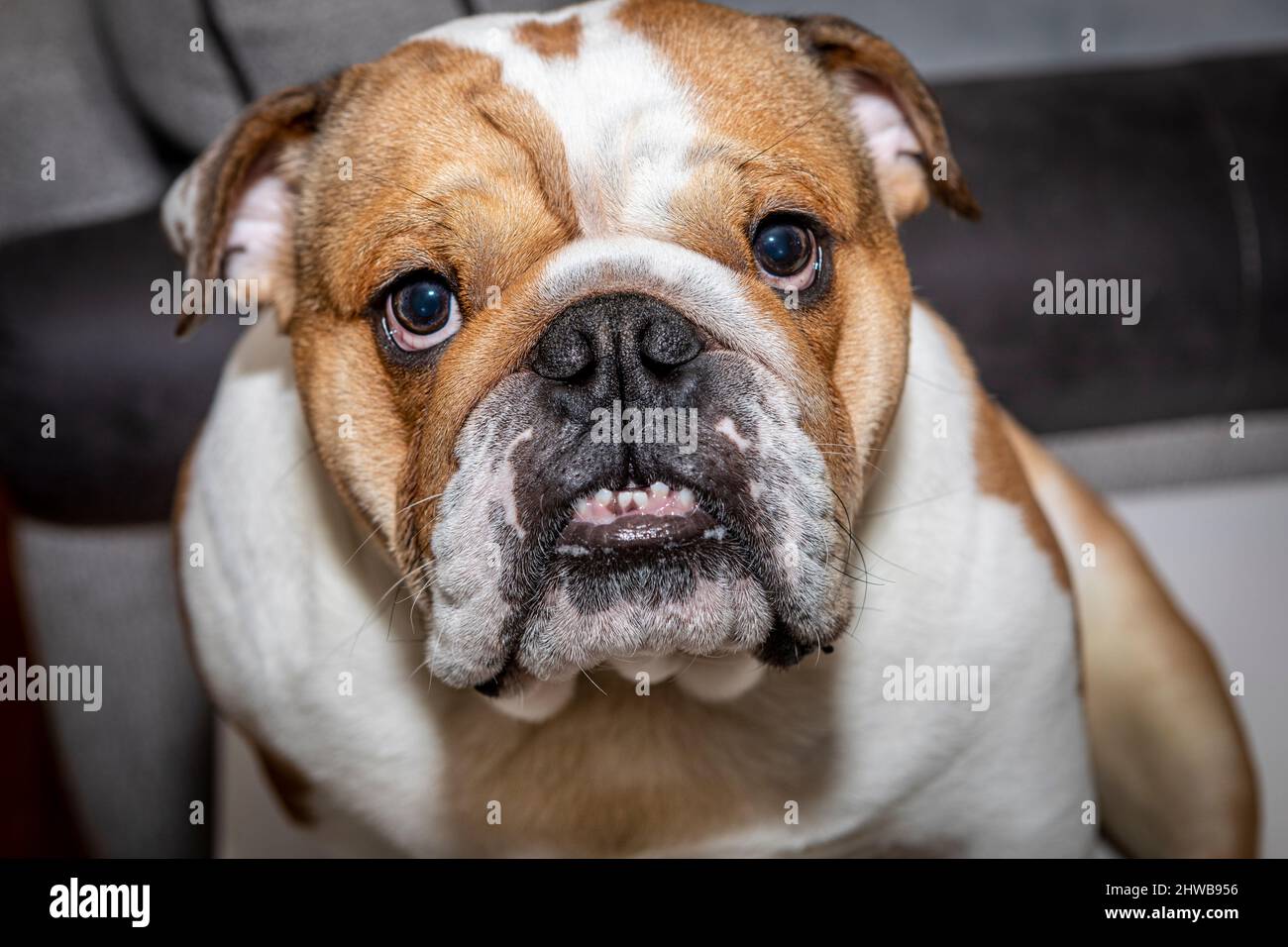 English bulldog teeth hi-res stock photography and images - Alamy