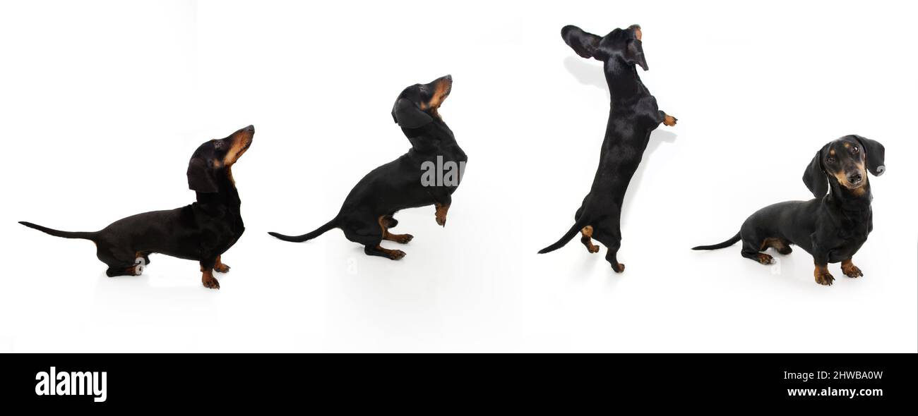 Banner playful and jumping dachshund puppy dog. Isolated on white ...