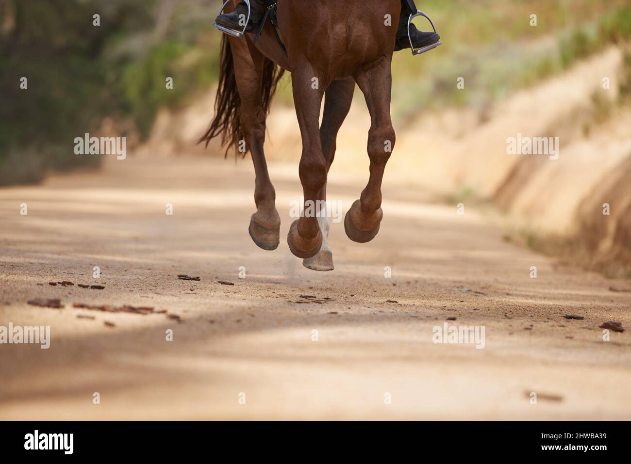 Exploring the wild together. Cropped view of a horse galloping with its ...