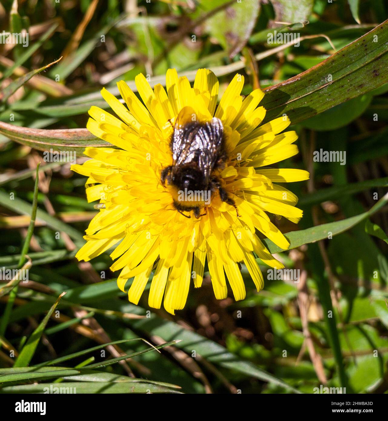 Bumble bee feeding on dandelion flower Stock Photo - Alamy