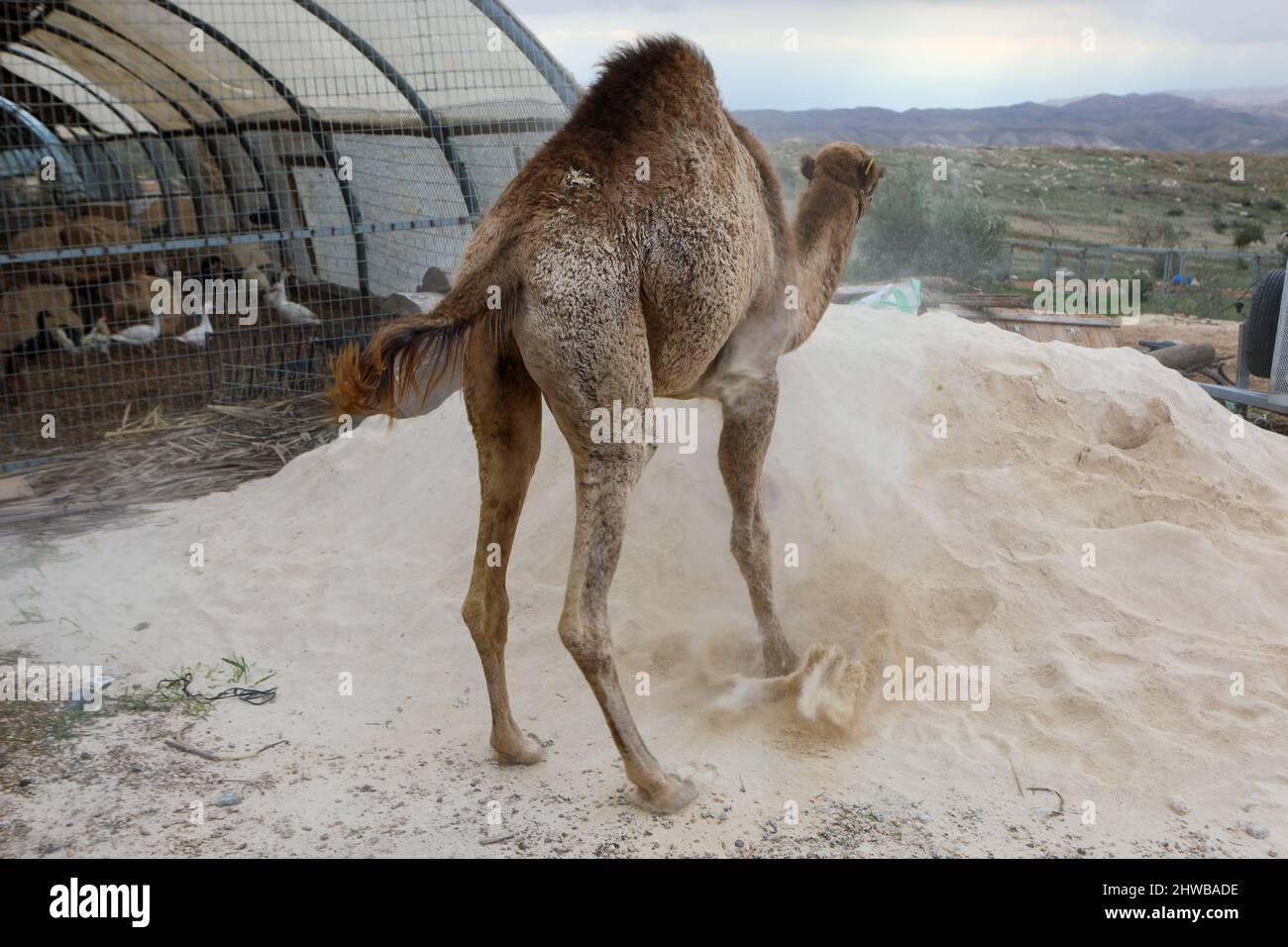 Camel in nature hi-res stock photography and images - Alamy
