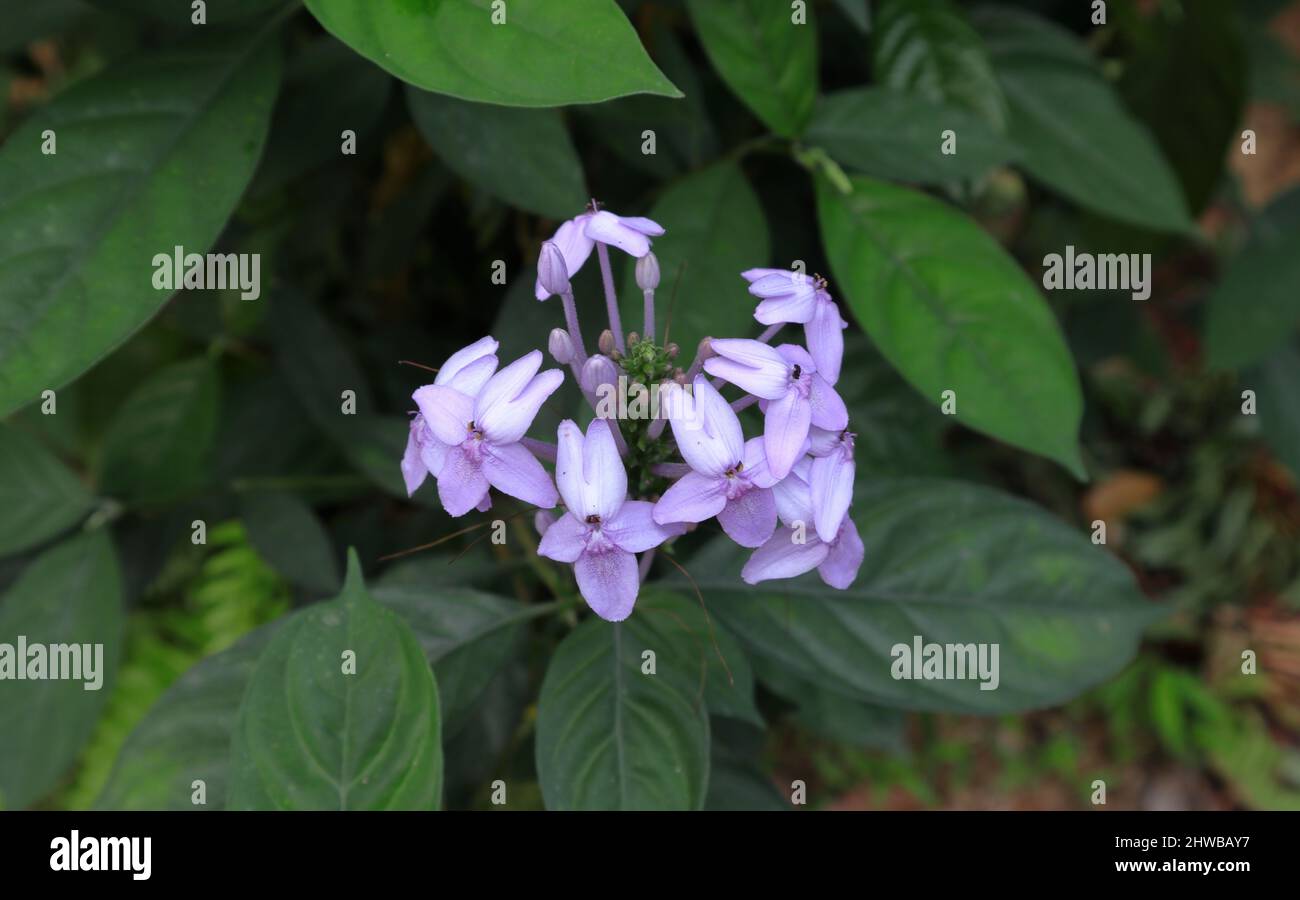 Blooming purple color flowers and buds top view on the garden Stock ...
