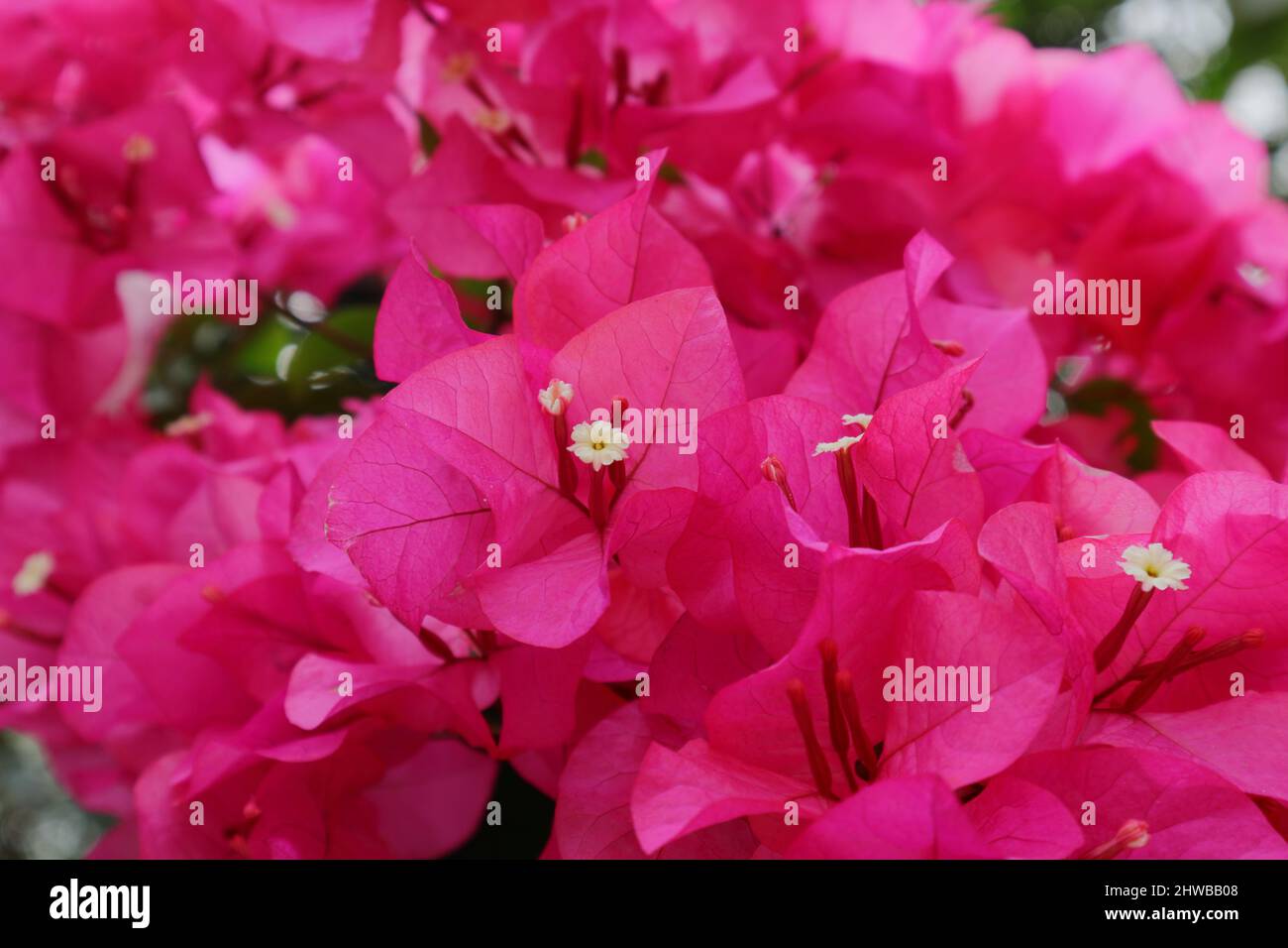 Bougainvillea bougainvillea glabra spectabilis hi-res stock photography ...
