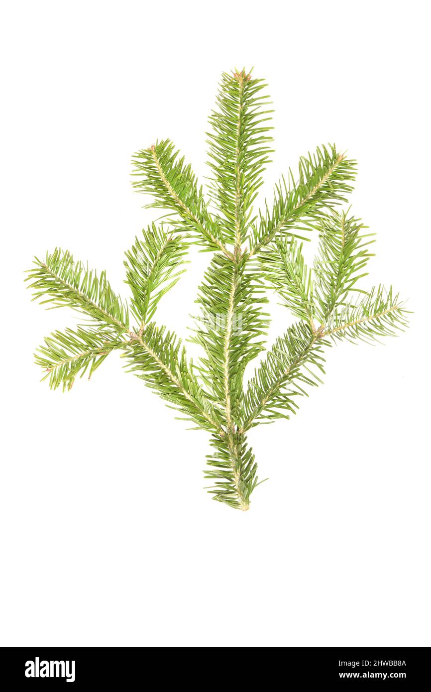 Spruce branch isolated on white background. High resolution photo. Full ...