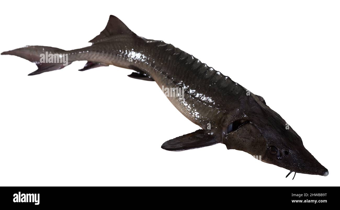 Image of raw sturgeon isolated over white background Stock Photo - Alamy