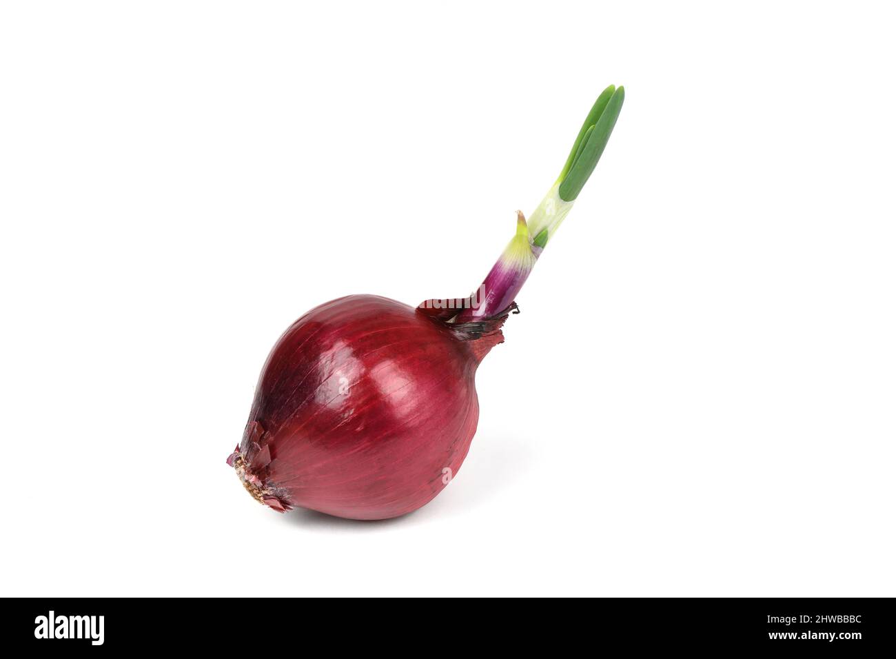 Spring onion isolated on white background. Sprouted red onion. High ...