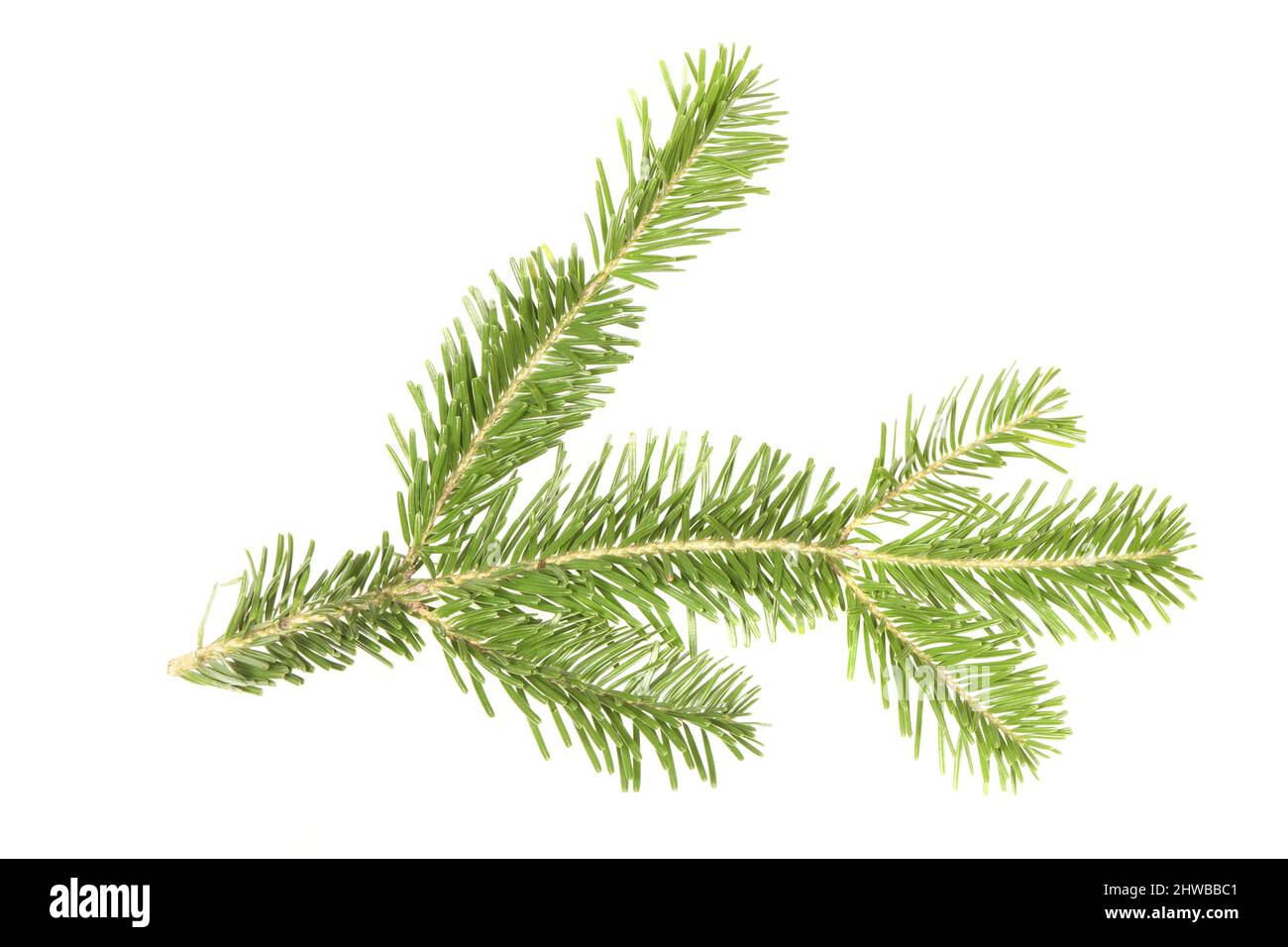 Spruce branch isolated on white background. High resolution photo. Full ...