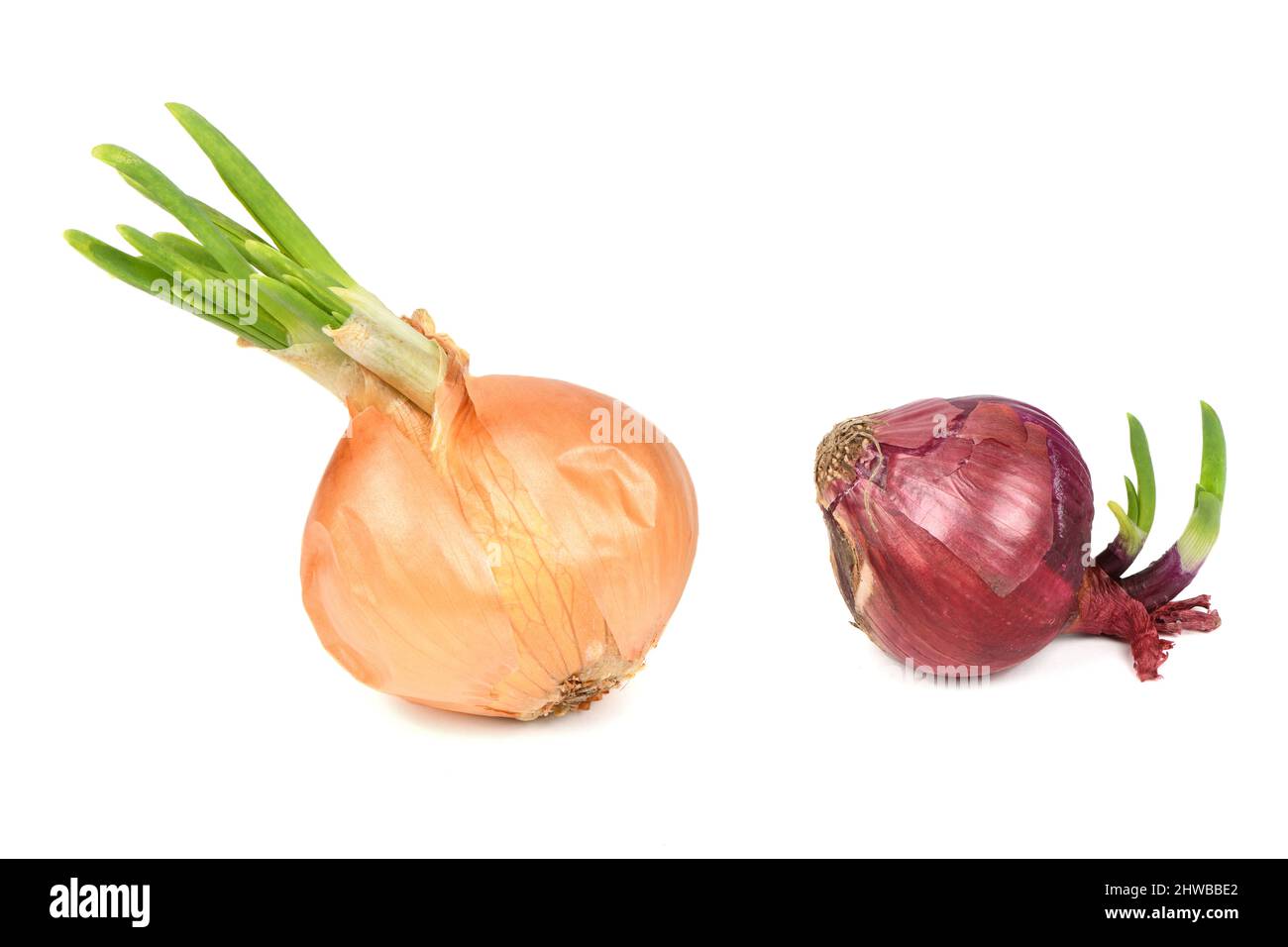 Spring onion isolated on white background. Sprouted red and yellow ...