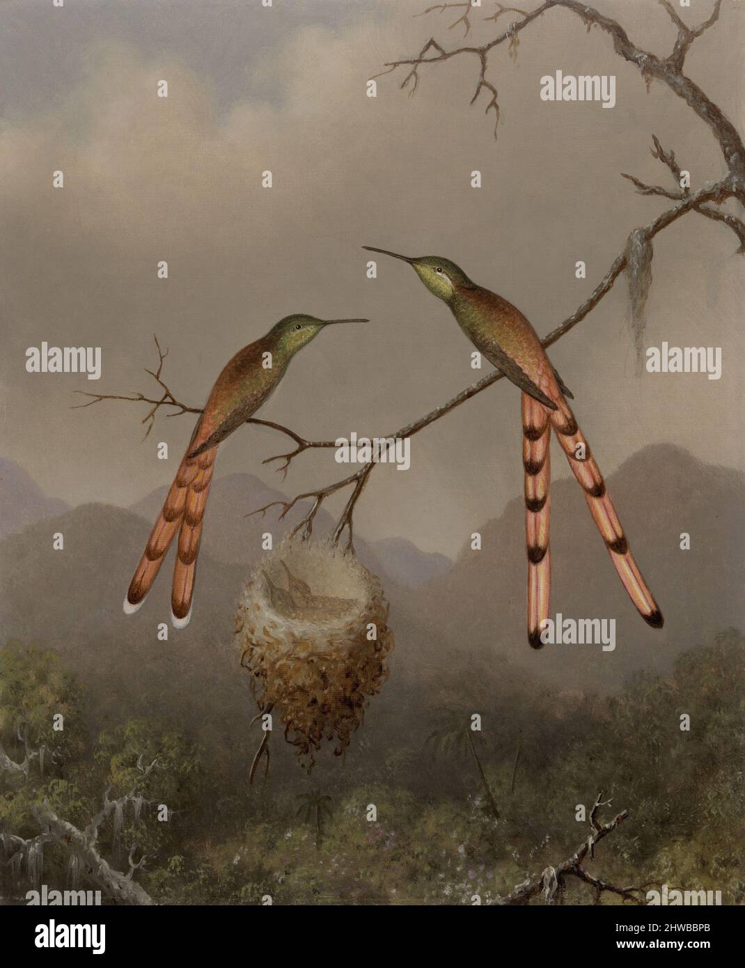 Two Hummingbirds with Their Young. Artist: Martin Johnson Heade ...