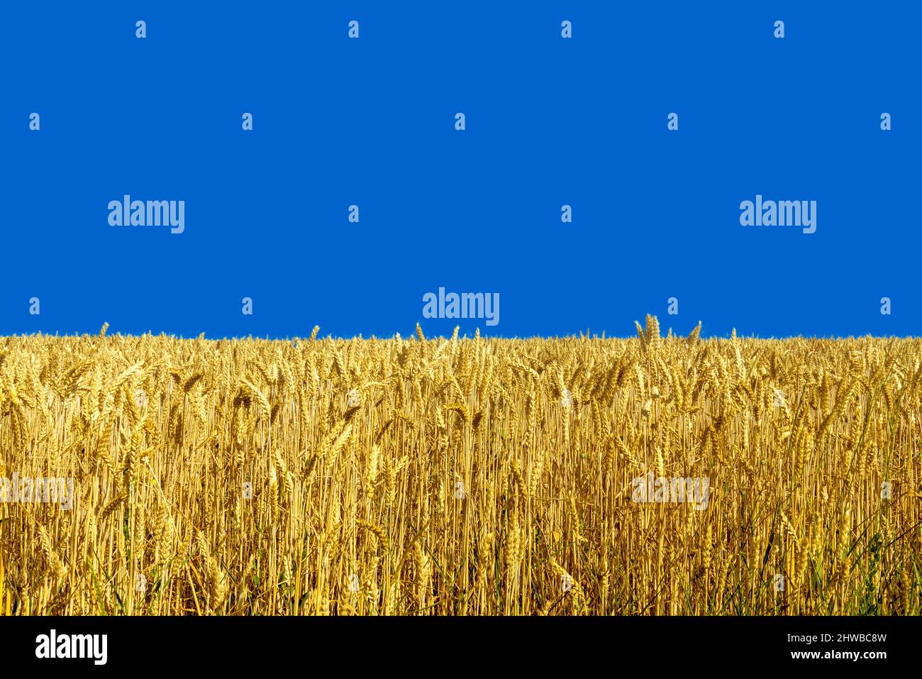 Ukraine wheat hi-res stock photography and images - Alamy