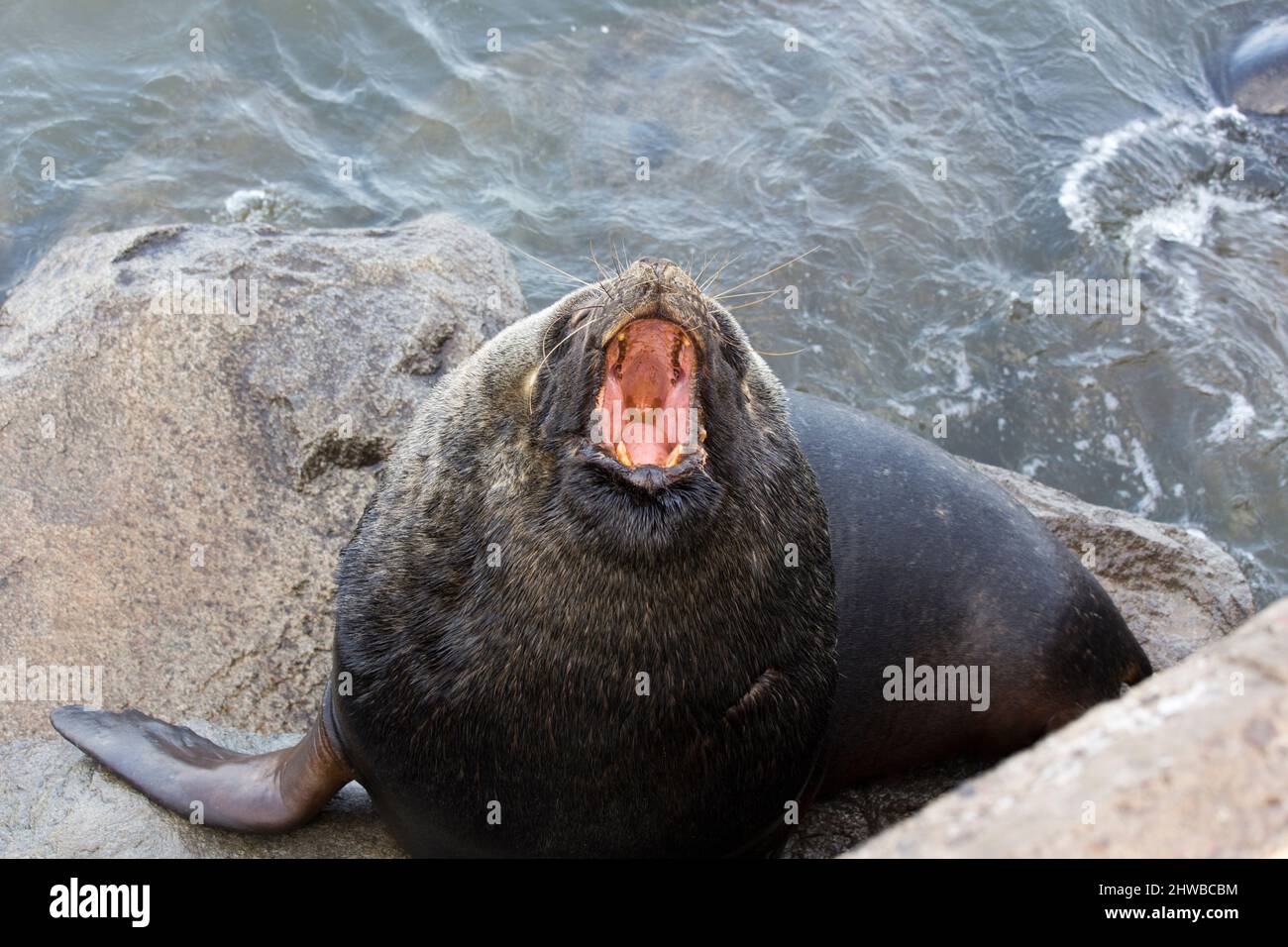 Open mounth hi-res stock photography and images - Alamy