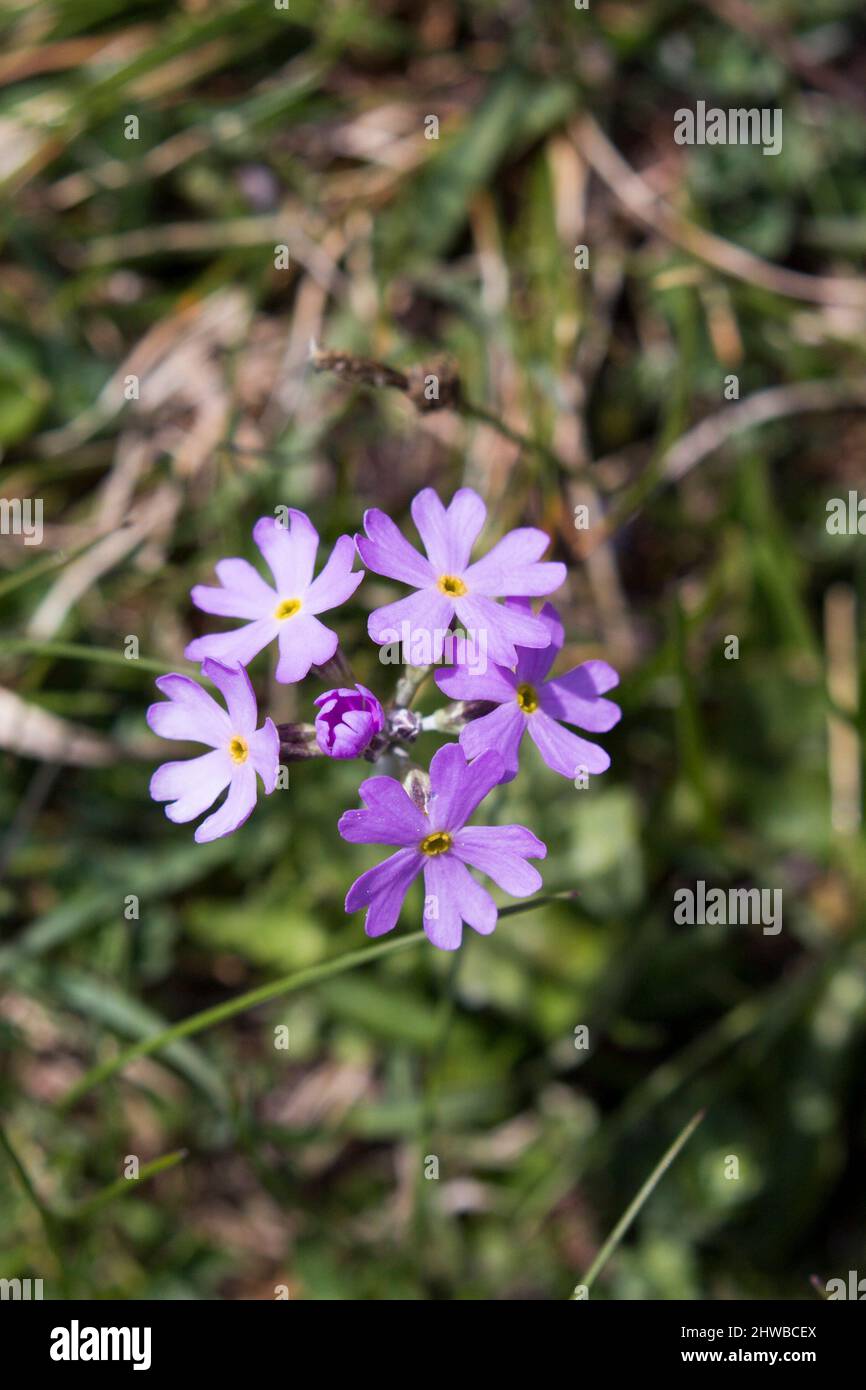 Flore alpine hi-res stock photography and images - Alamy